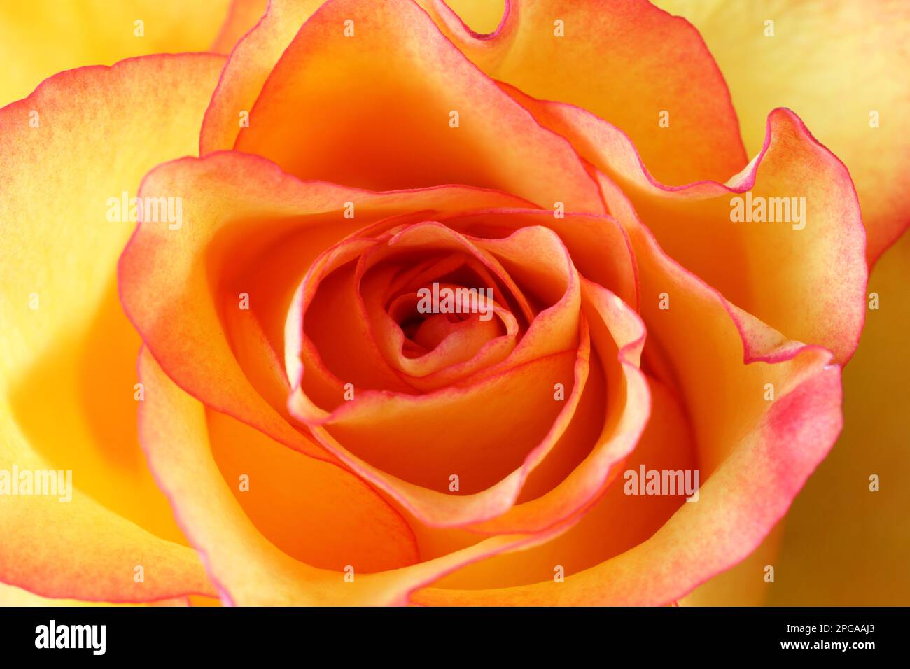 Yellow rose with pink edges hi-res stock photography and images - Alamy