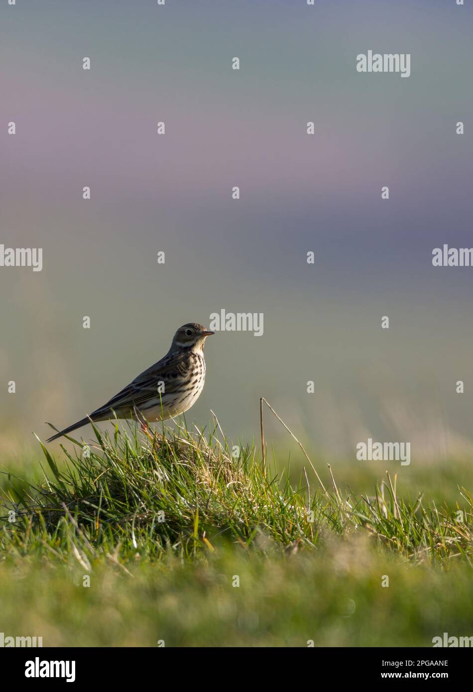 Meadow pipit Anthus pratensis, streaked brown upperparts pale streaked ...