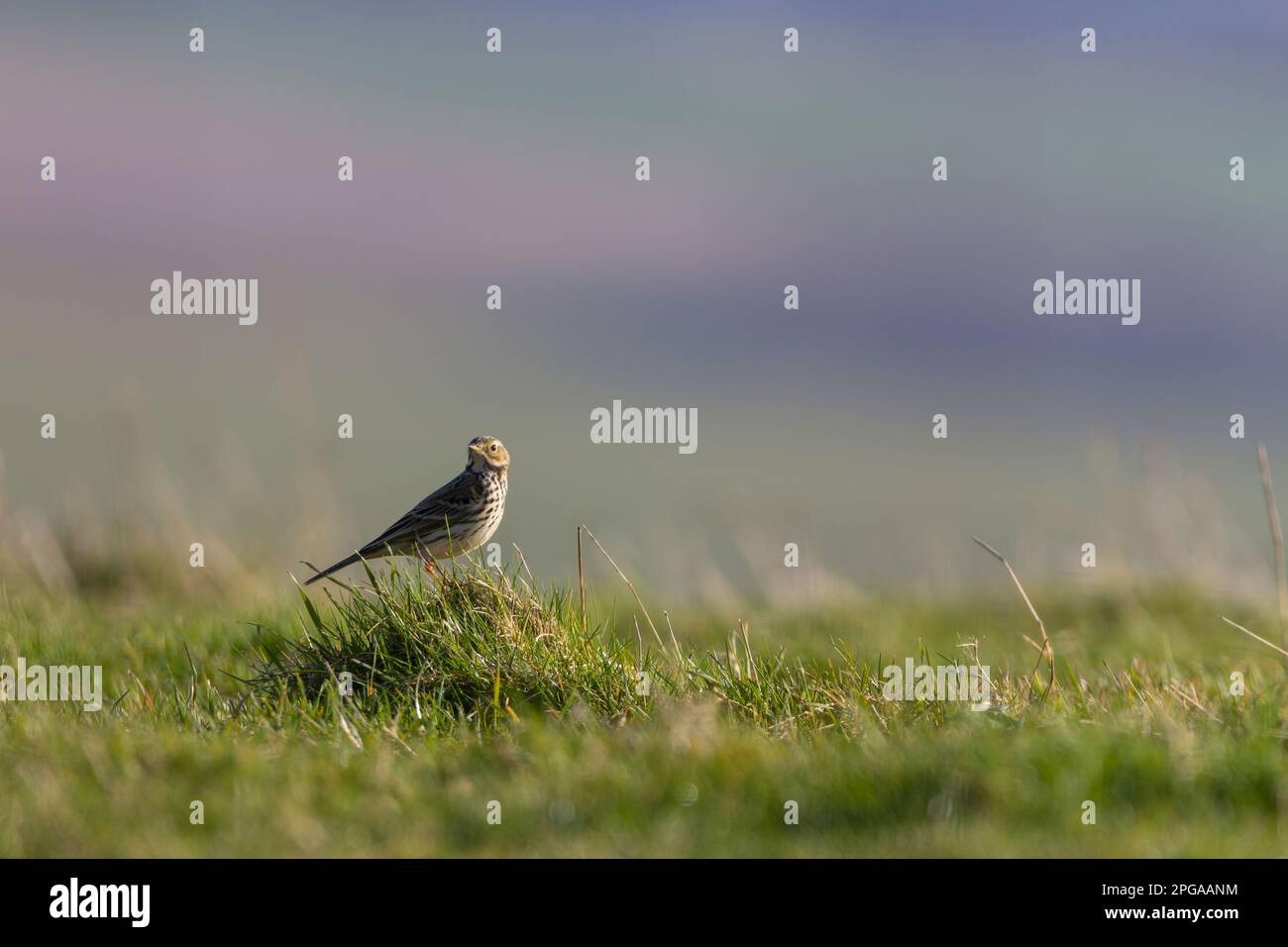 Meadow pipit Anthus pratensis, streaked brown upperparts pale streaked ...
