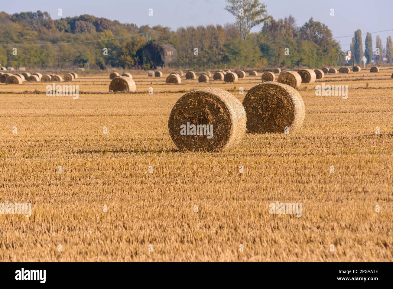 wheat field on a late-summer day, with many hay bales illuminated and ...