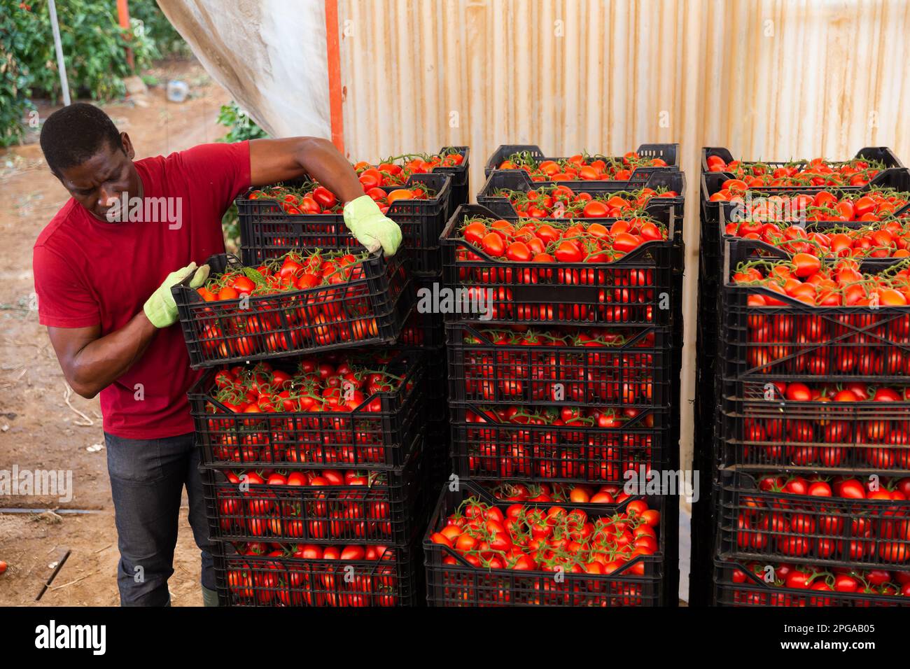 Farmer carries boxes with ripe tomatoes in the backyard Stock Photo - Alamy