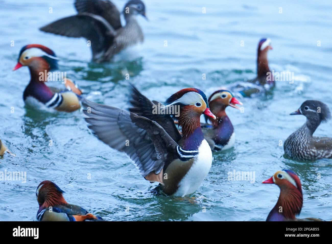 Pair mandarin ducks swimming hi-res stock photography and images - Alamy