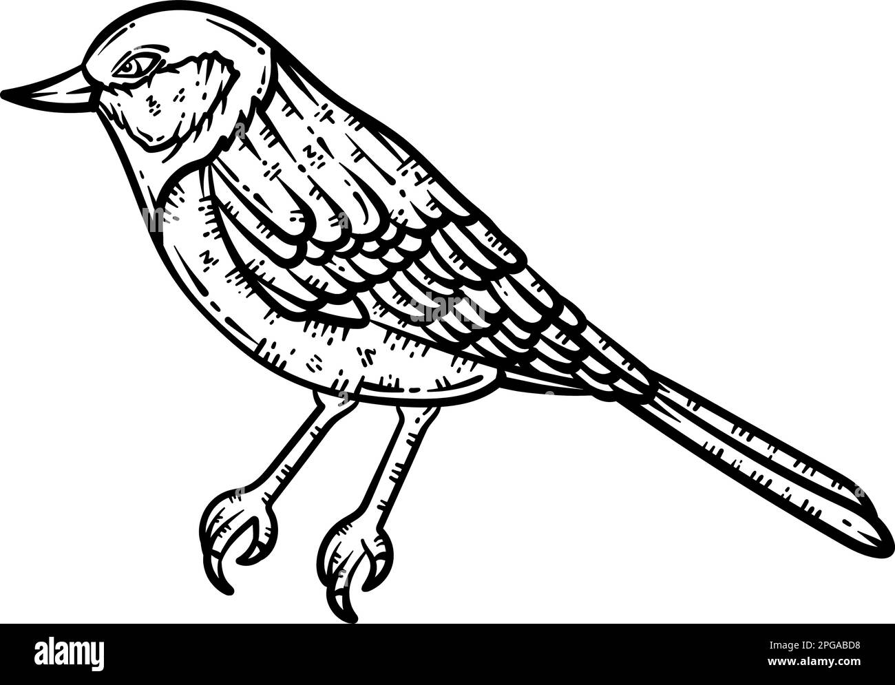 Adult Coloring Pages Sparrow Birds Zentangle Doodle Coloring Cute Bird