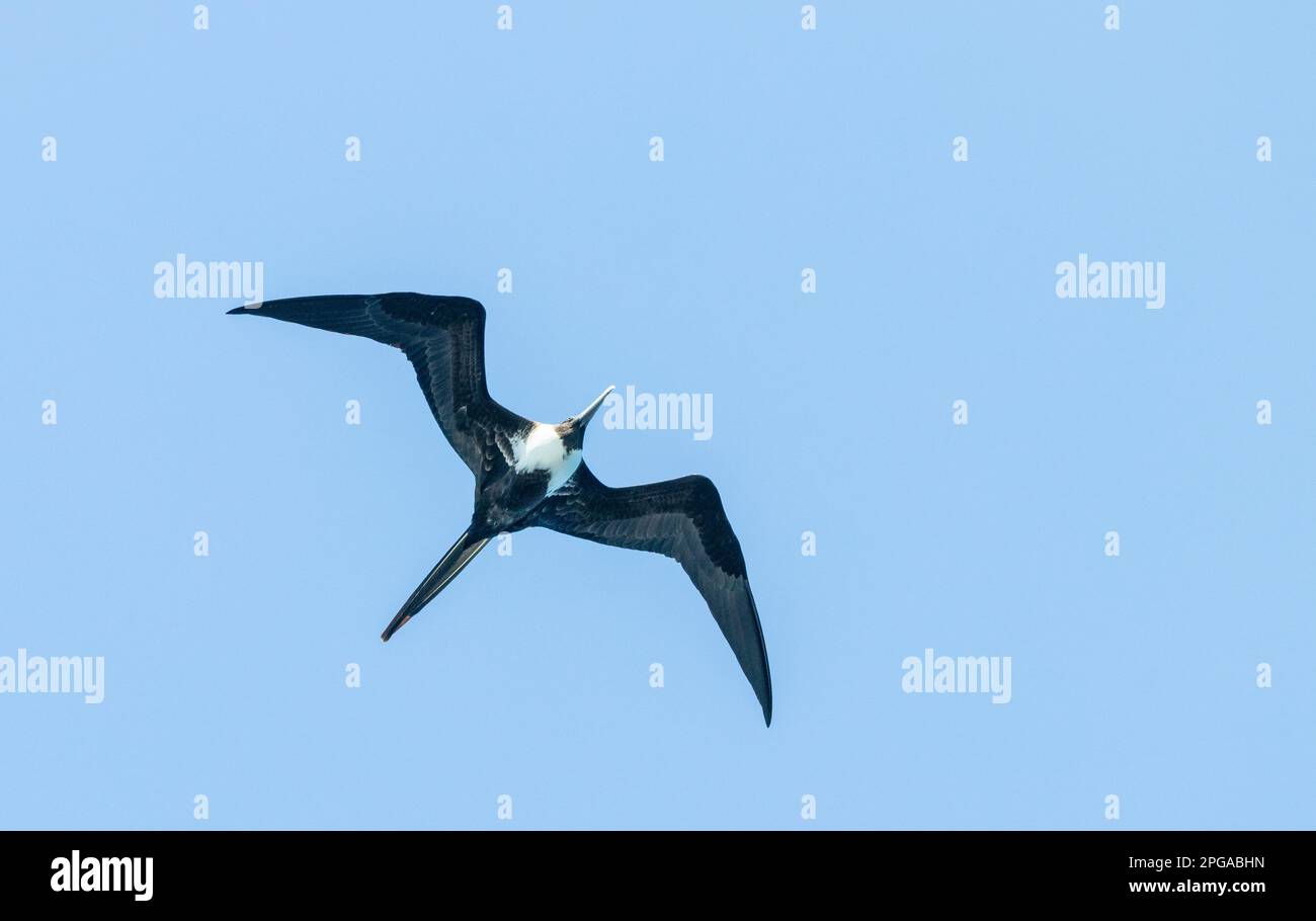 Largest species of frigatebird hi-res stock photography and images - Alamy