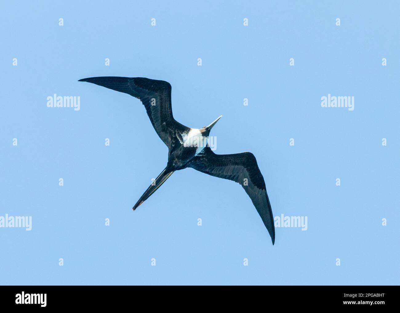 Largest species of frigatebird hi-res stock photography and images - Alamy