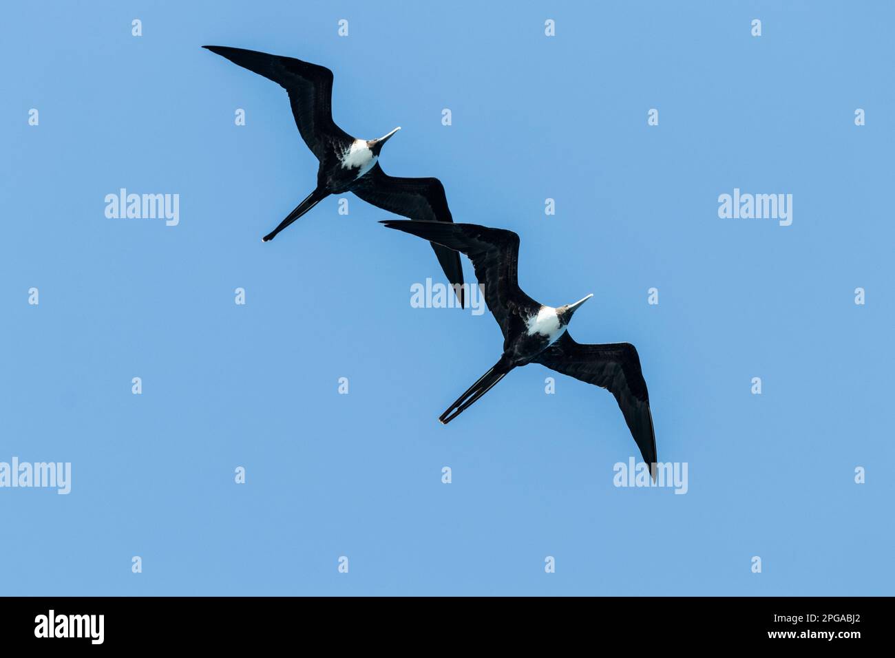 Largest wing area to body ratio of any bird hi-res stock photography ...