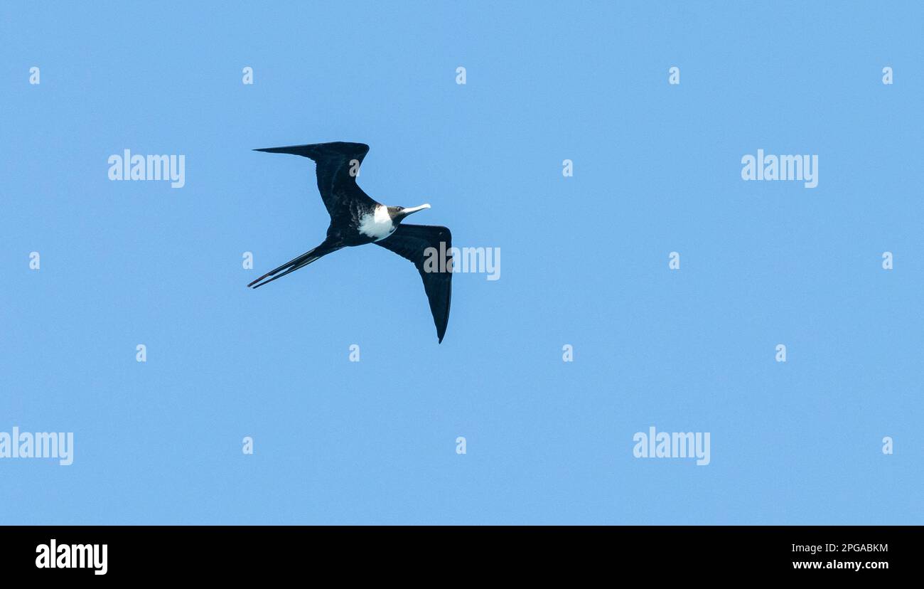 Largest species of frigatebird hi-res stock photography and images - Alamy