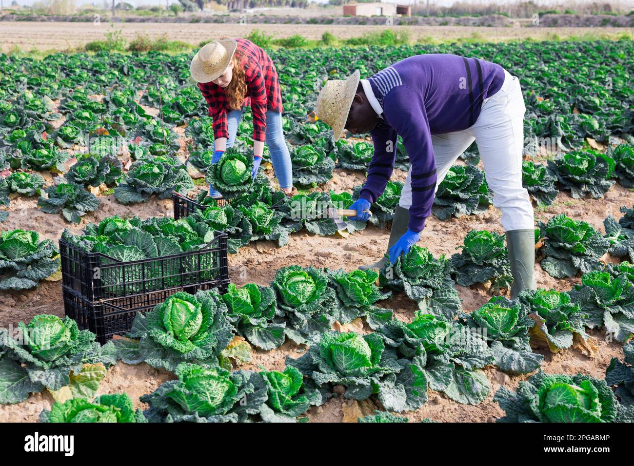 Group of gardeners picking harvest of fresh cabbage Stock Photo - Alamy
