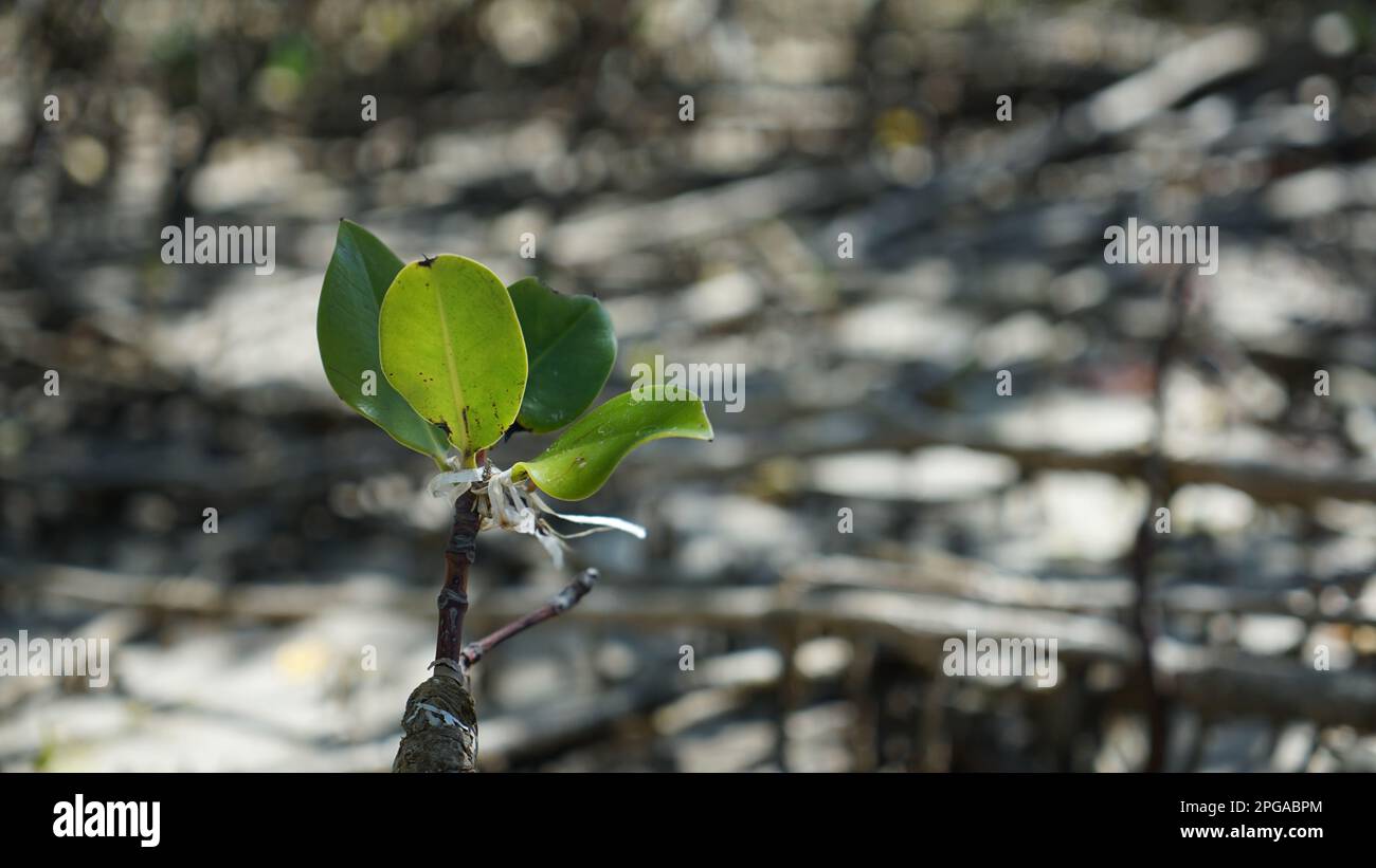 Wispy dried sea grass caught on green leafed a mangrove sapling Stock ...