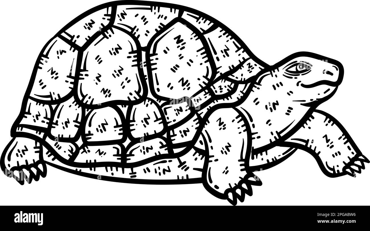 Turtle Animal Coloring Page for Adult Stock Vector Image & Art - Alamy