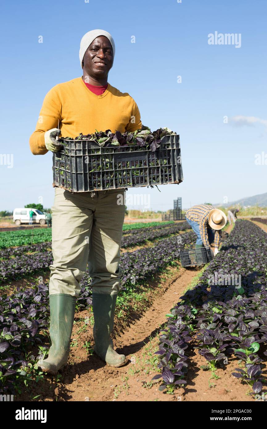 Farmer carrying box with picked red komatsuna Stock Photo - Alamy
