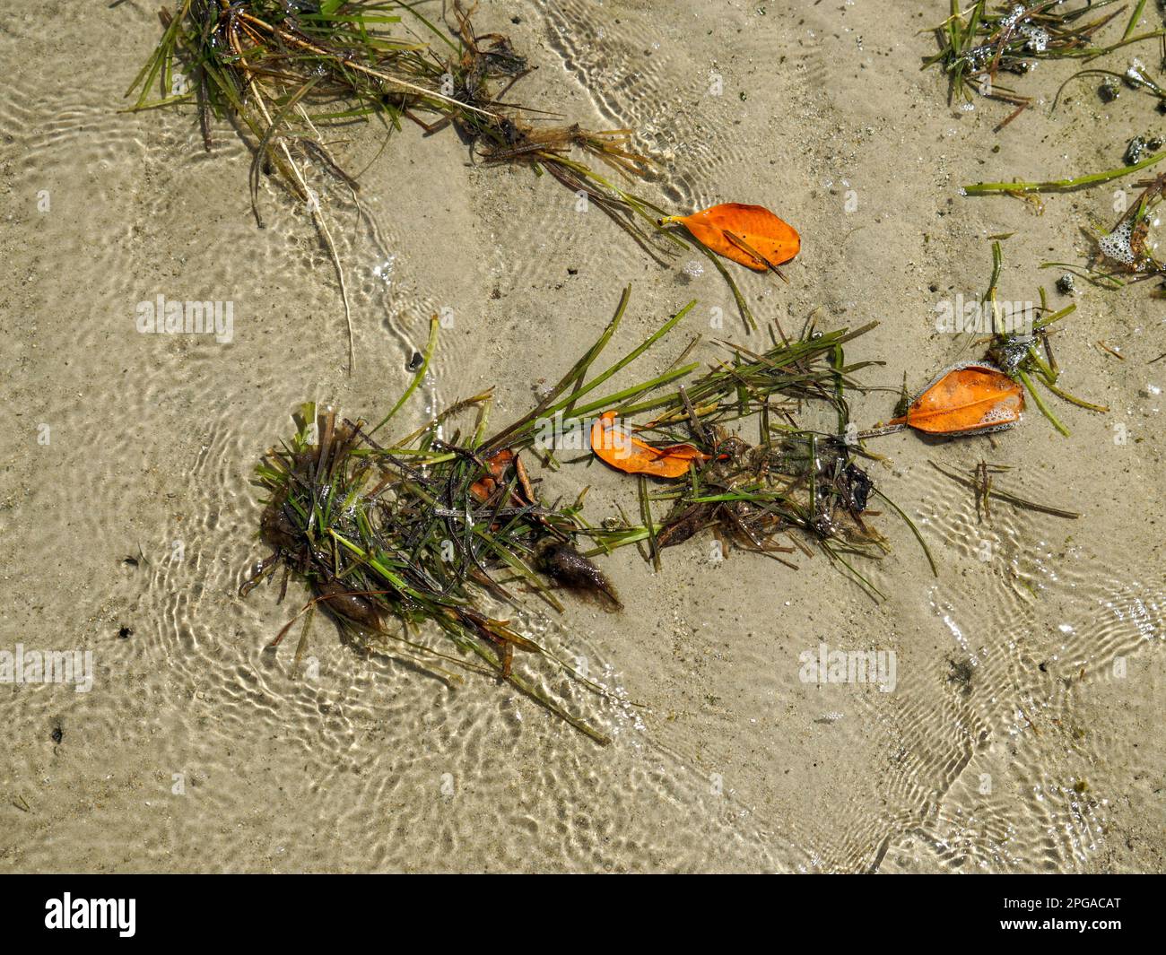 Water washing over orange leaves and green sea grass on the sandy beach ...