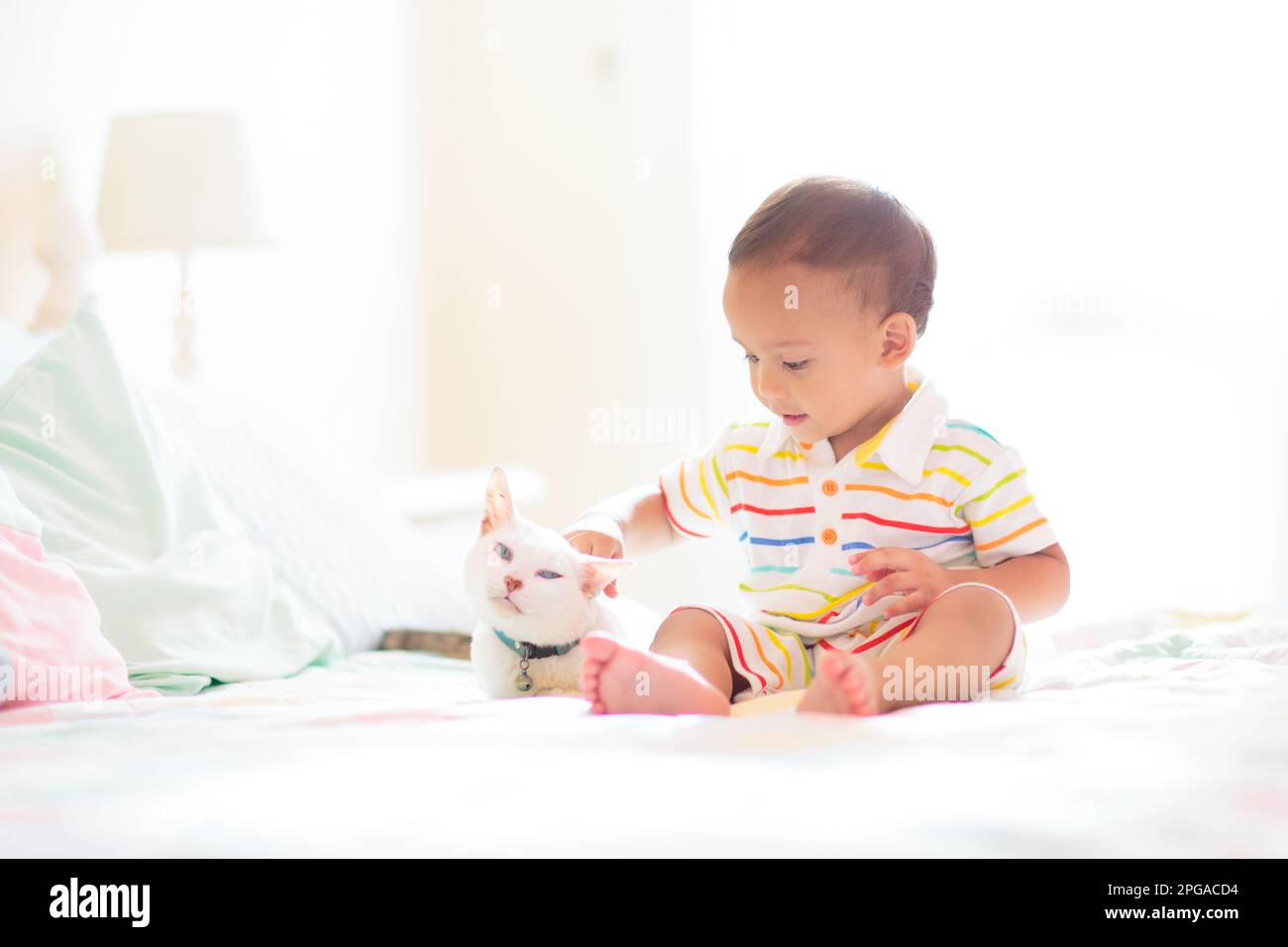Baby playing with cat. Kid holding kitten. Little Asian boy and his pet ...