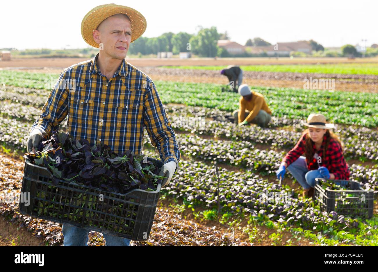 Farmer carrying box with picked red komatsuna Stock Photo - Alamy