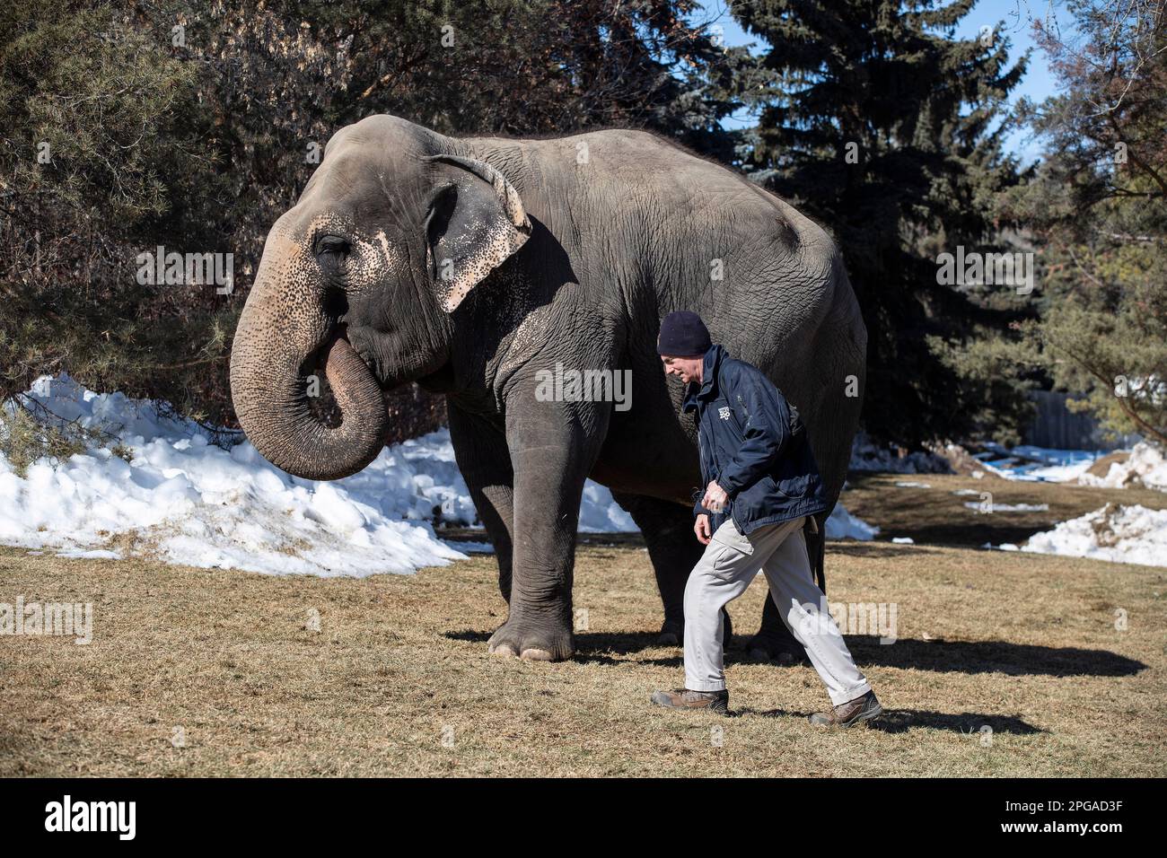 Edmonton, Canada. 21st Mar, 2023. Zoo attendant one, Paul Williams ...