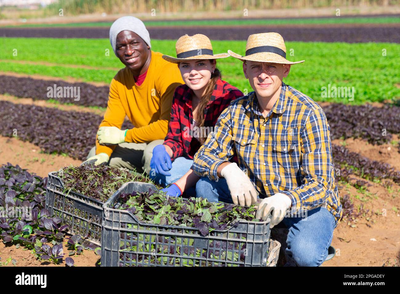 Three farmers posing on leaf vegetables field Stock Photo - Alamy
