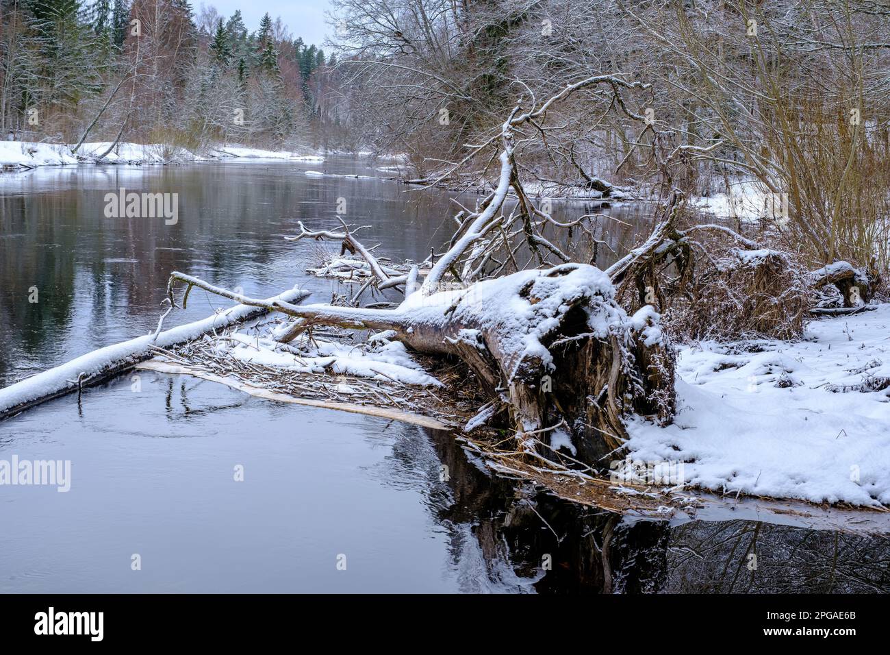 River Salaca with snow and floating ice. Cold winter time. tree ...