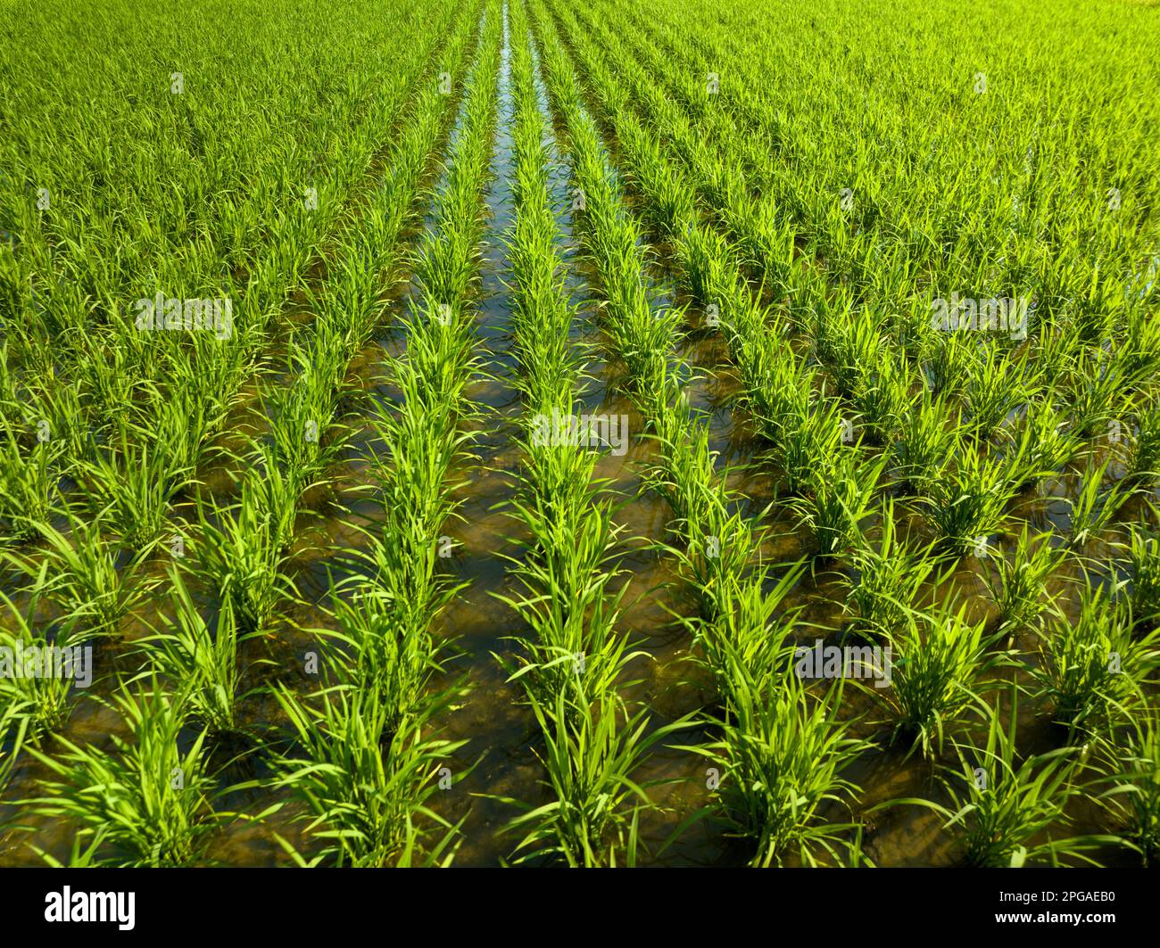 Flooded japanese rice fields hi-res stock photography and images - Alamy
