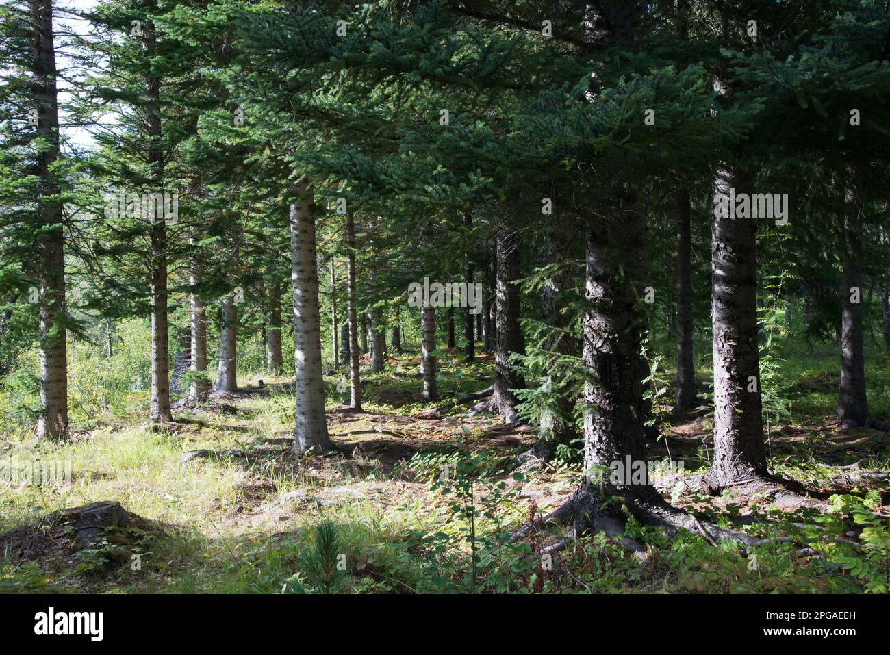 Icelandic forest hi-res stock photography and images - Alamy