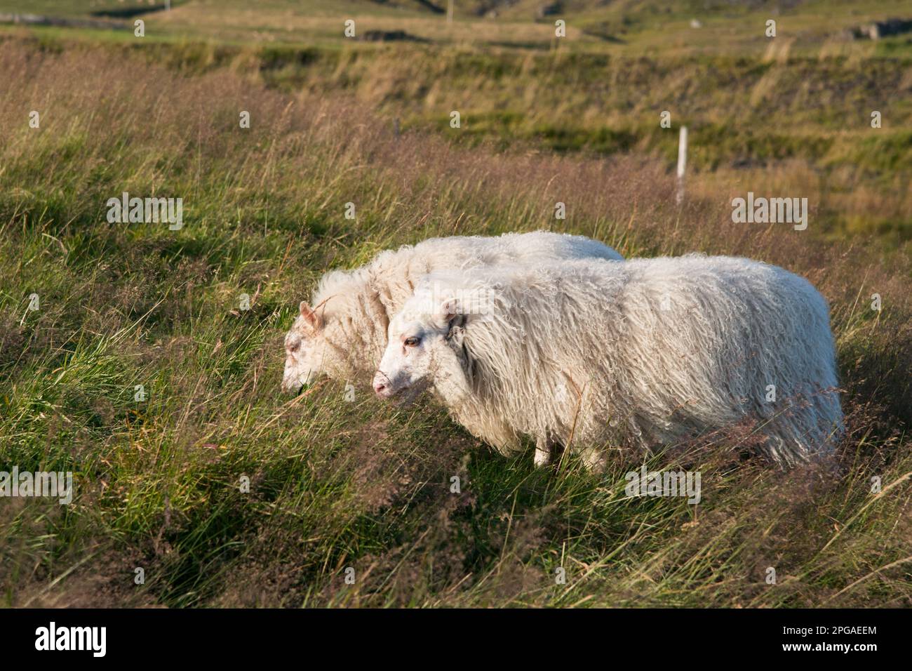 Two white sheep hi-res stock photography and images - Alamy