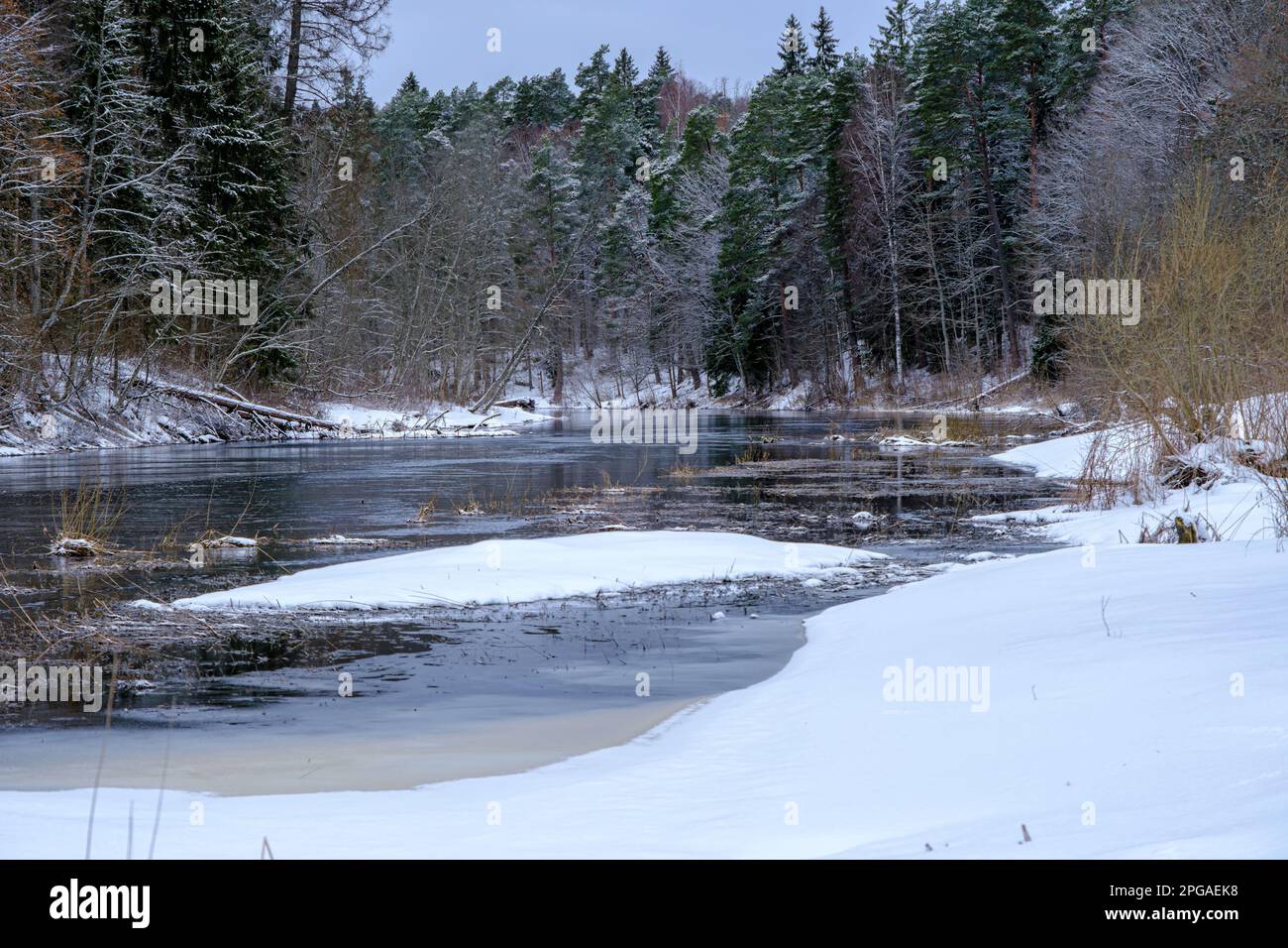 River Salaca with snow and floating ice. Cold winter time. tree ...