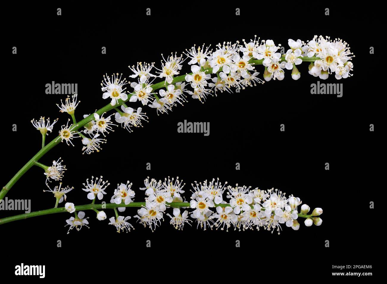 beautiful botanical shot, closeup natural wallpaper Stock Photo - Alamy