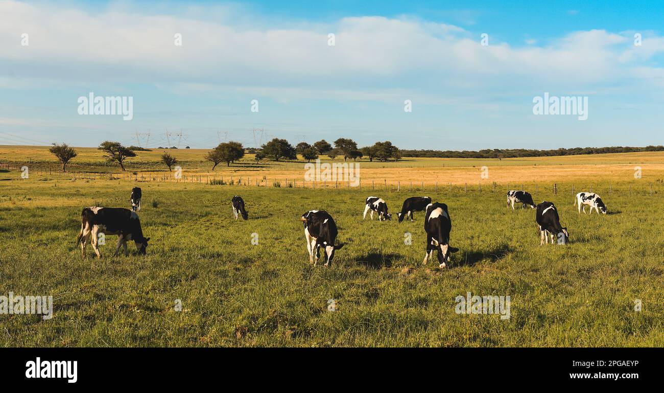 Production cattle hi-res stock photography and images - Alamy
