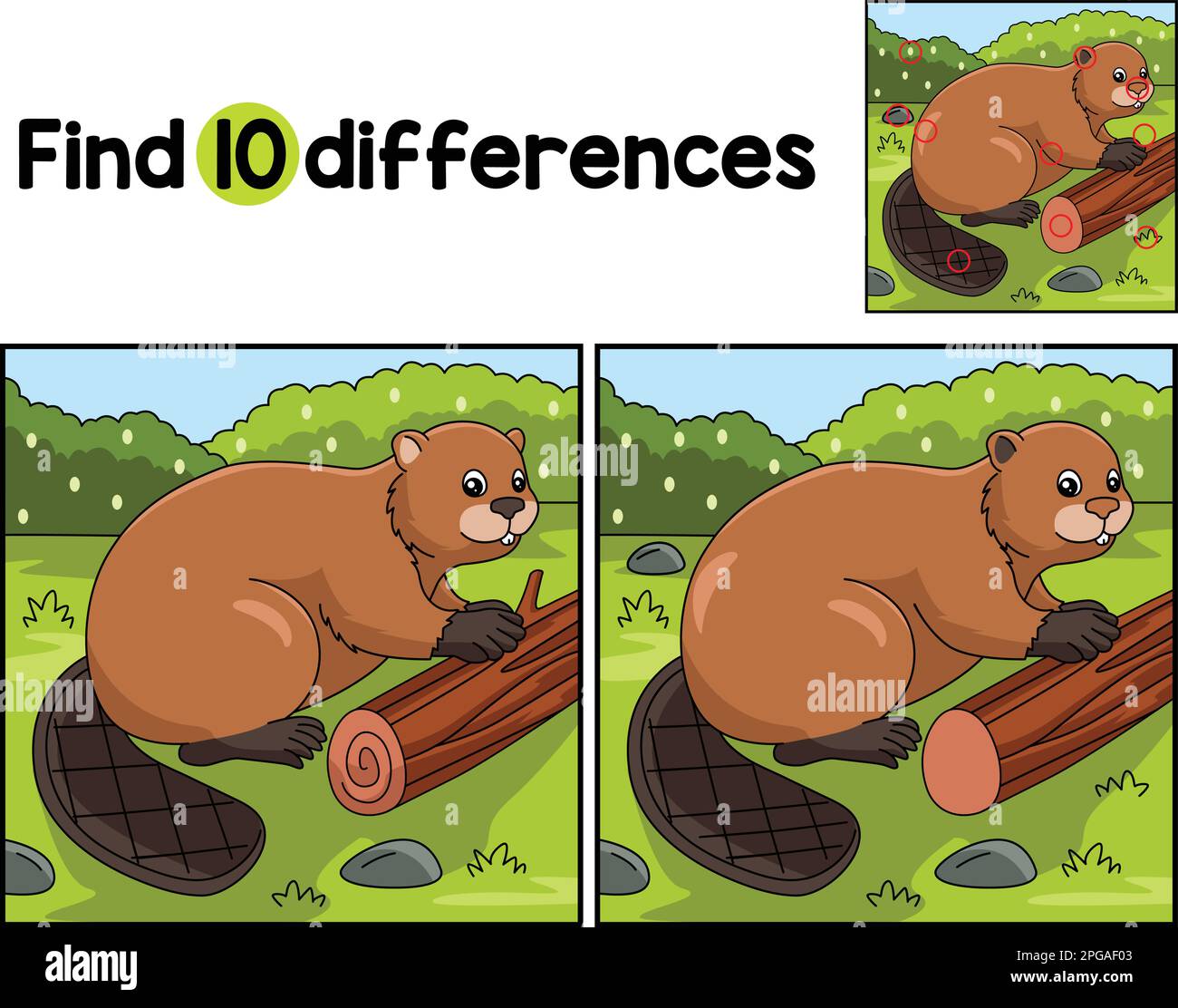 Beaver Animal Find The Differences Stock Vector Image & Art - Alamy