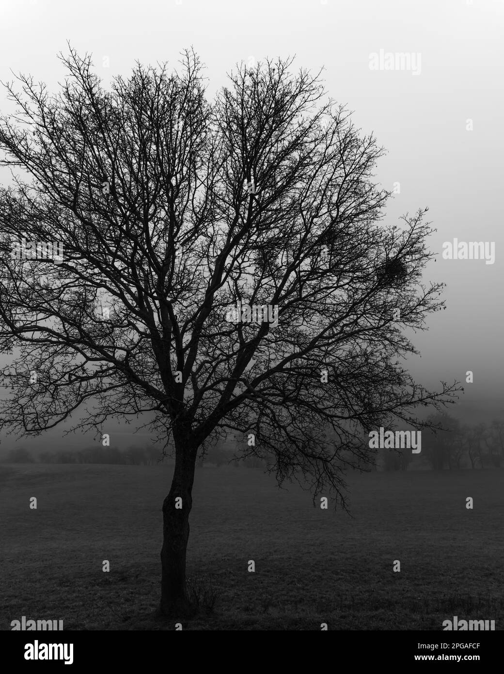 Single tree in side in black and white with mistletoe Stock Photo - Alamy