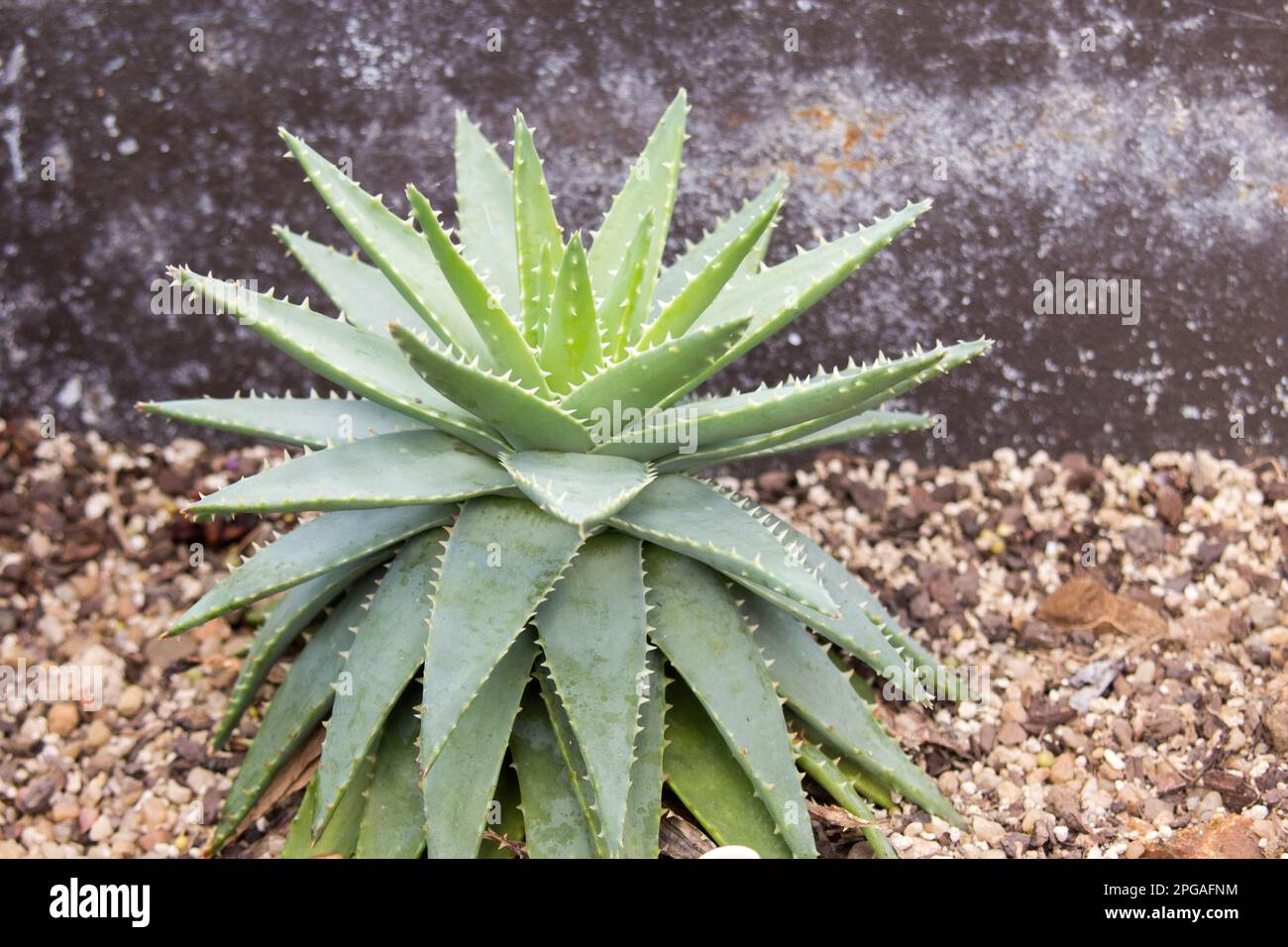 Aloe brevifolia, a type of shortleaf aloe plant native to the Western ...