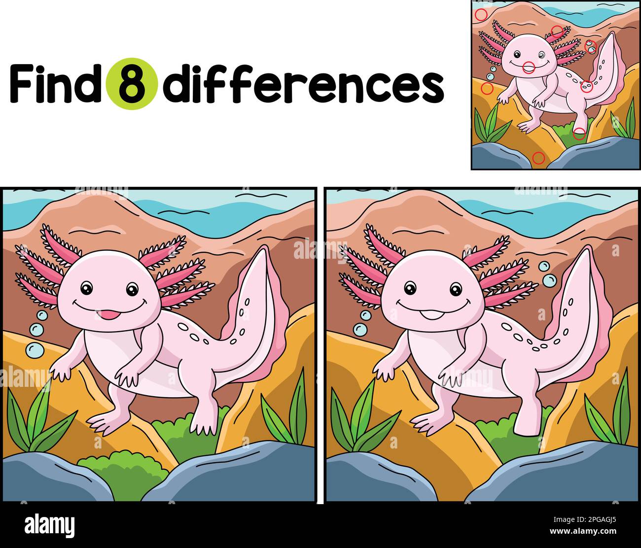 Axolotl Animal Find The Differences Stock Vector Image & Art - Alamy