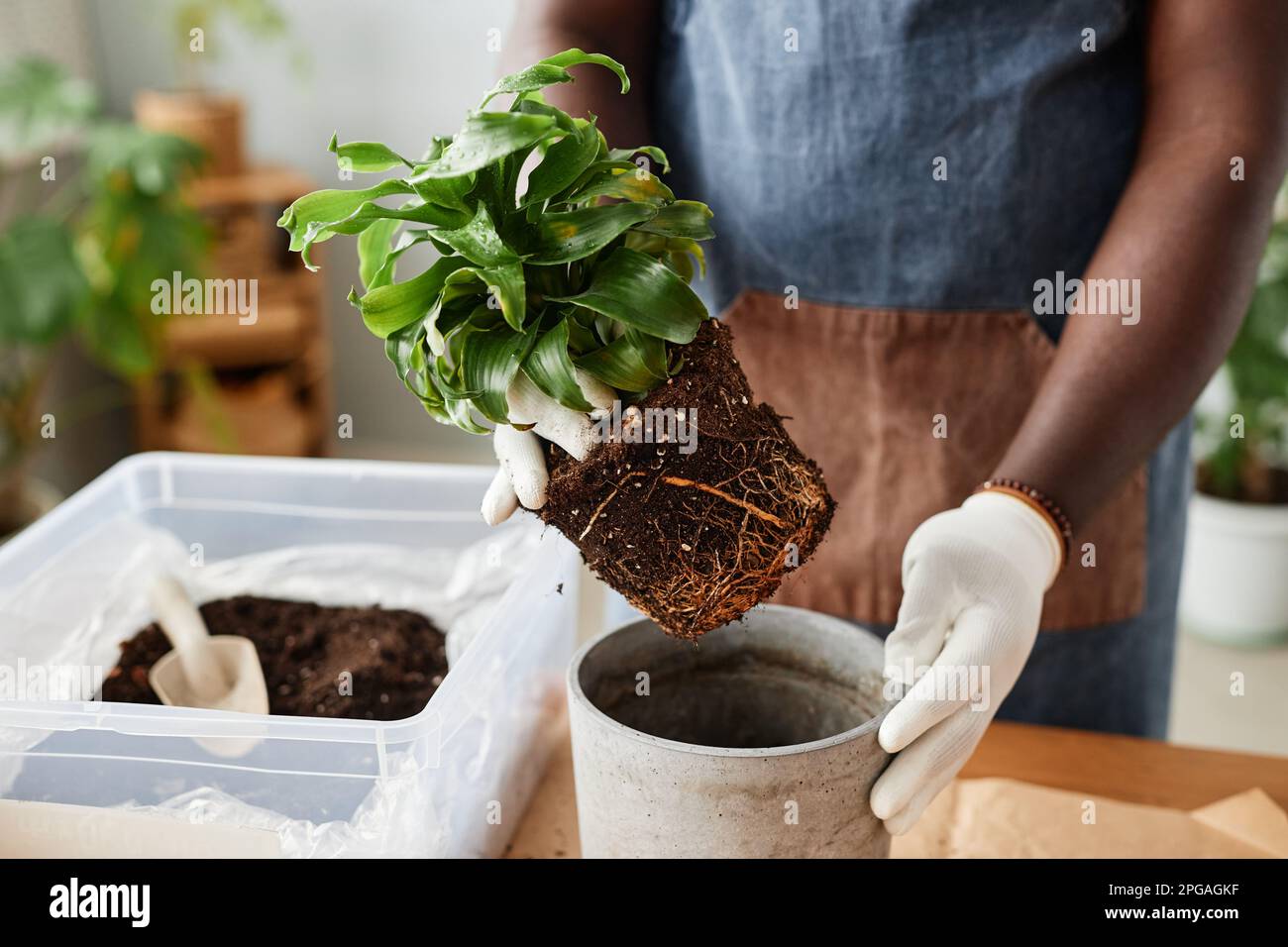 Repotting caring home plant hi-res stock photography and images - Alamy