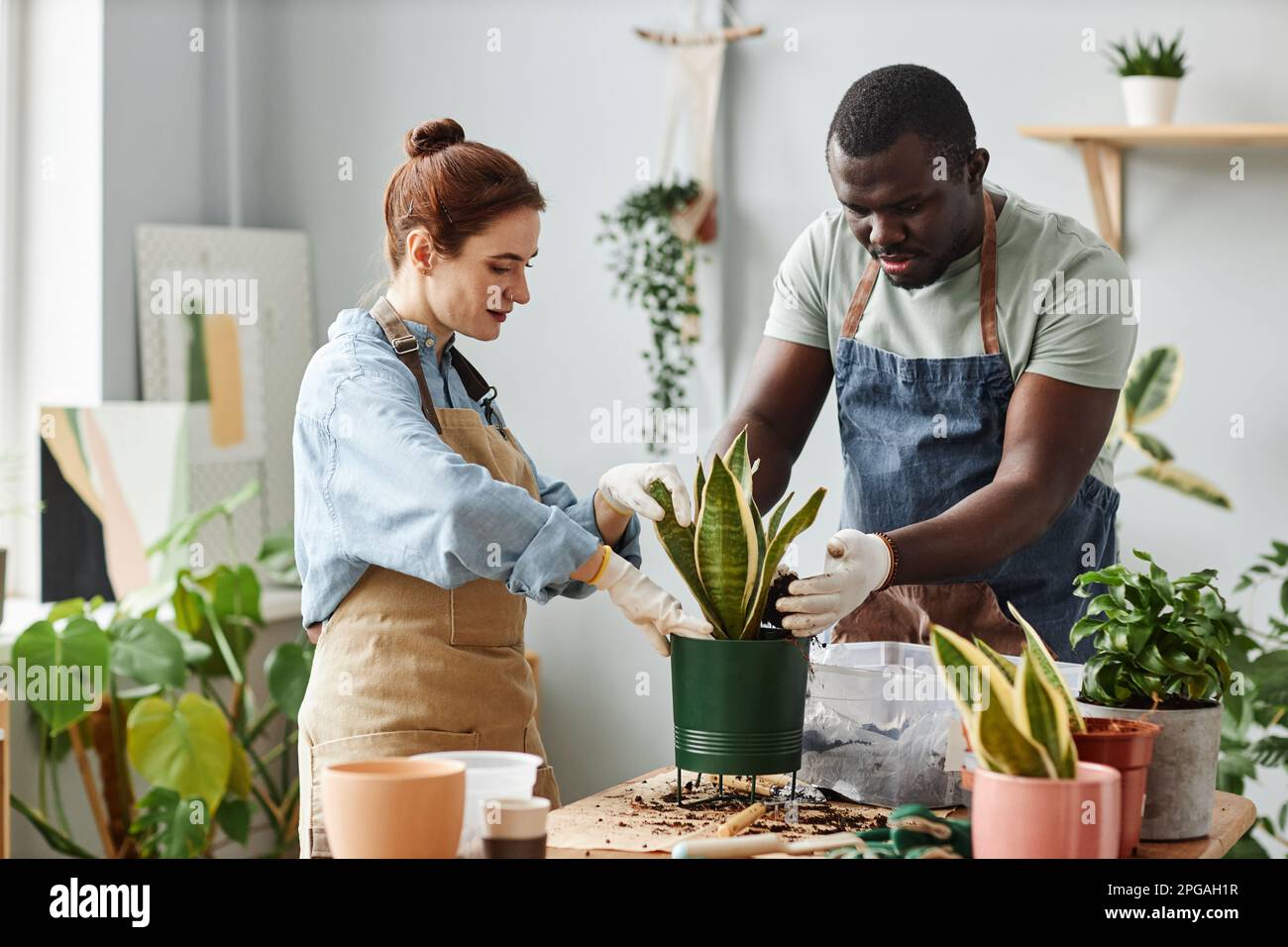 Side view portrait of two gardeners caring for plants indoors in Spring ...