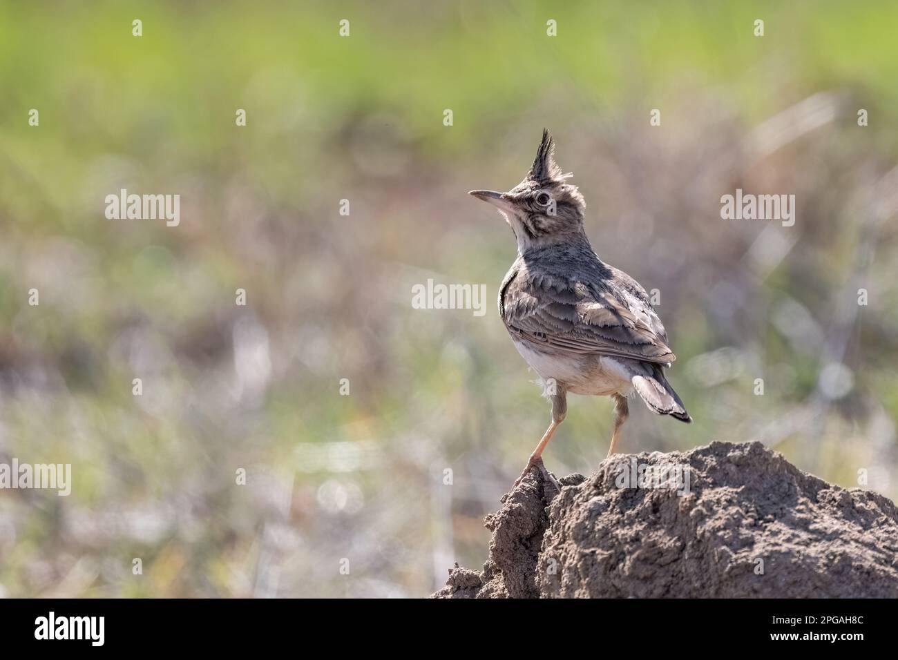 The crested lark or Galerida cristata common small grey brown bird on ...