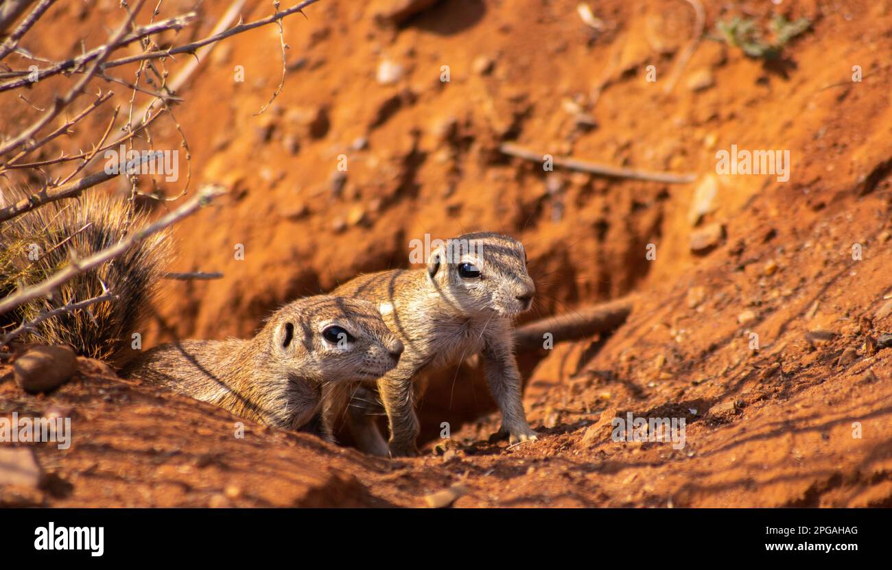 A pair of small ground gophers are curiously peeking out from ...