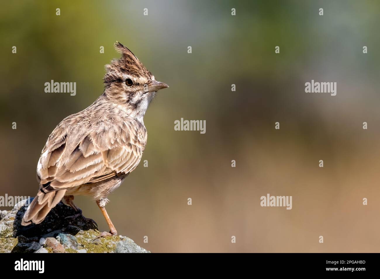 The crested lark or Galerida cristata common small grey brown bird on ...