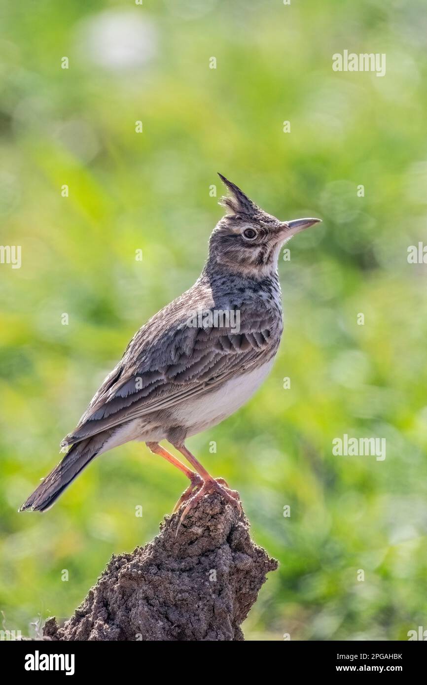 The crested lark or Galerida cristata common small grey brown bird on ...
