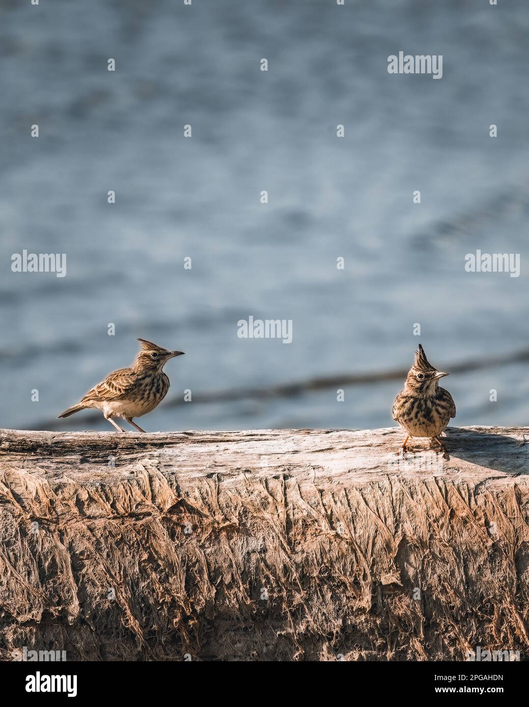 The crested lark or Galerida cristata common small grey brown bird with ...
