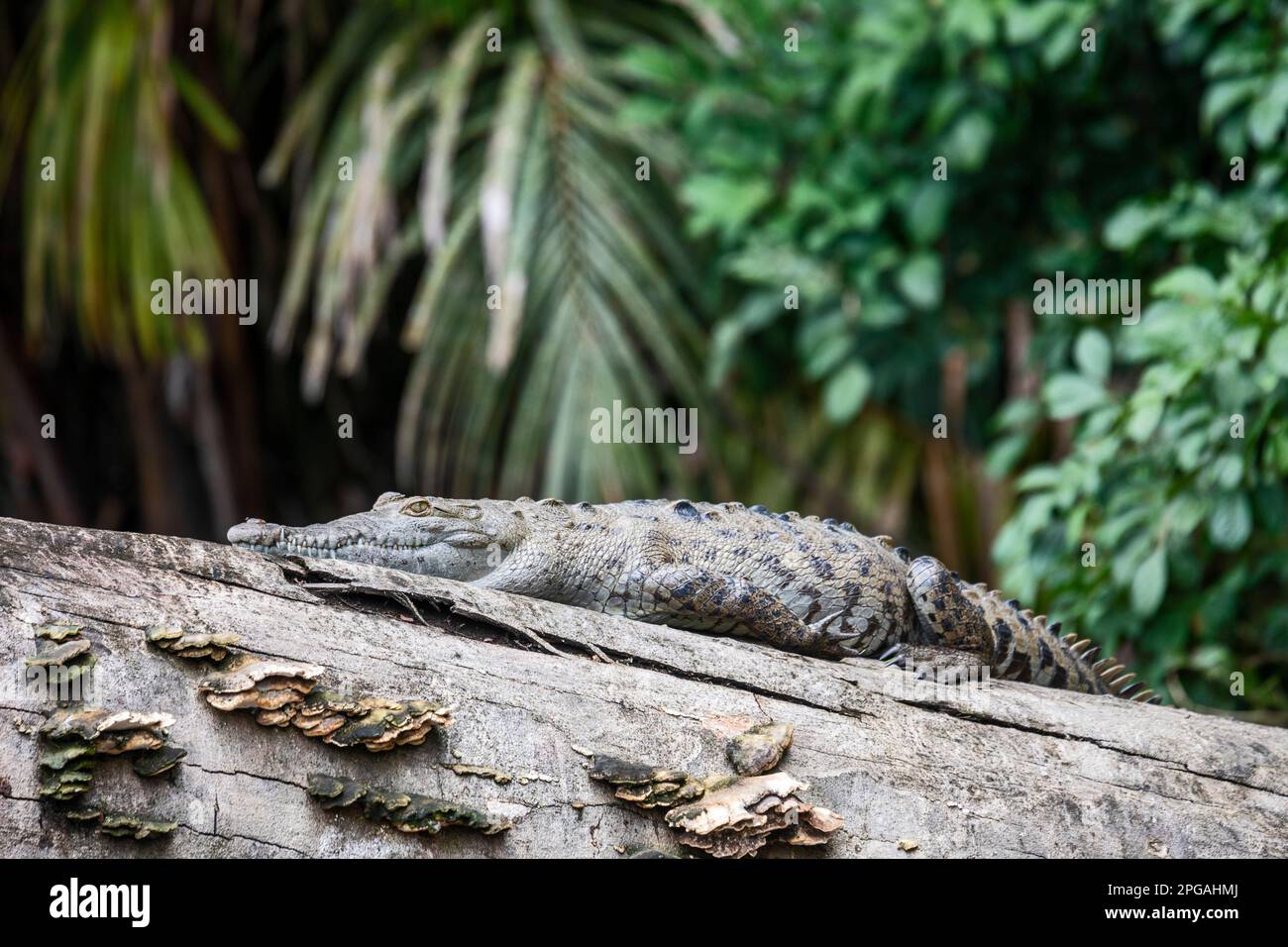 Tortuguero National Park, Costa Rica - An American crocodile ...