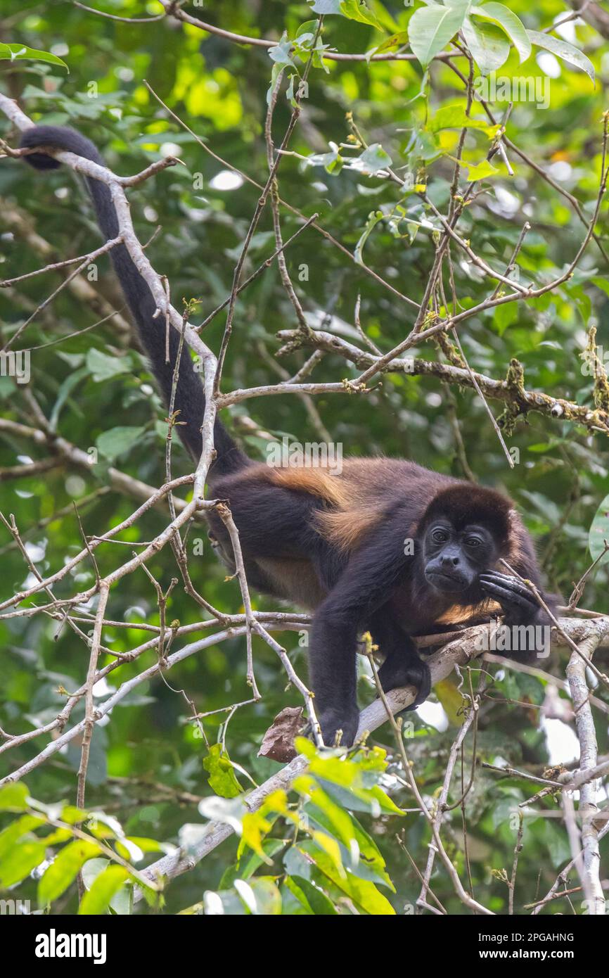 Tortuguero National Park, Costa Rica - Howler monkey (Alouatta palliata ...