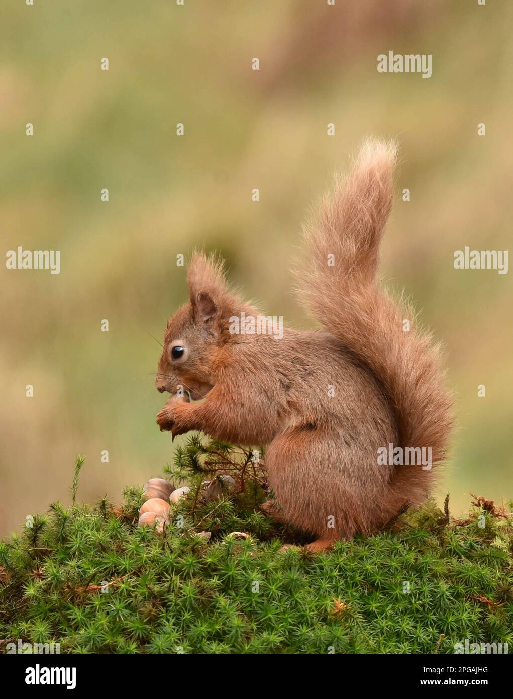 Squirrel eating chestnut hi-res stock photography and images - Alamy