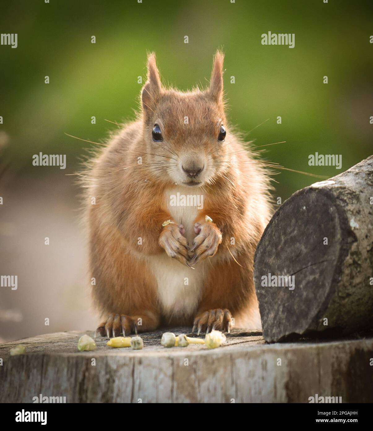 Squirrel eating chestnut hi-res stock photography and images - Alamy