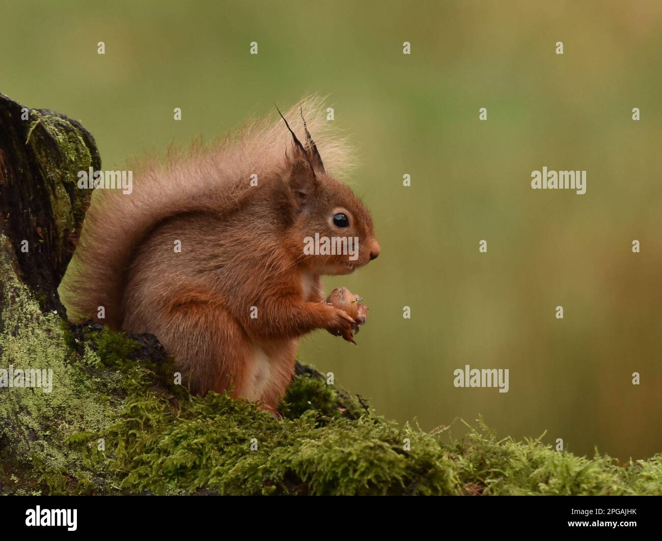 Right facing red squirrel on moss in Scotland with copy space Stock ...