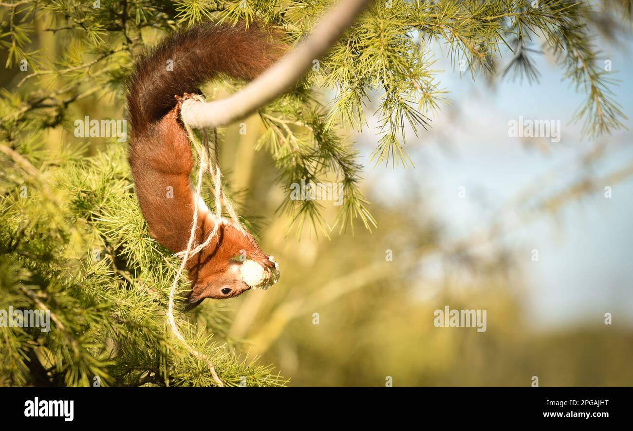 Red squirrel hanging upside down from branch Stock Photo - Alamy