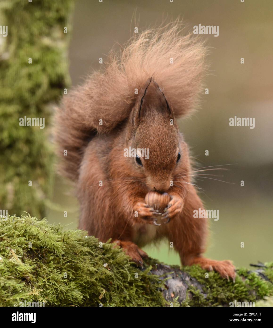 Front view of endangered Scottish red squirrel eating a nut on a green ...