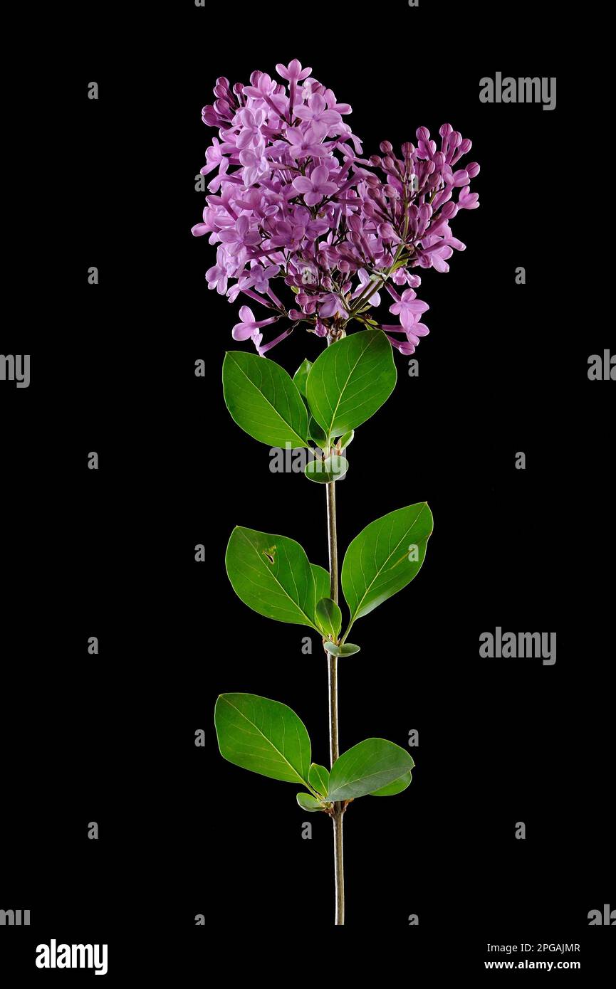 beautiful purple flowers in spring on black background Stock Photo - Alamy