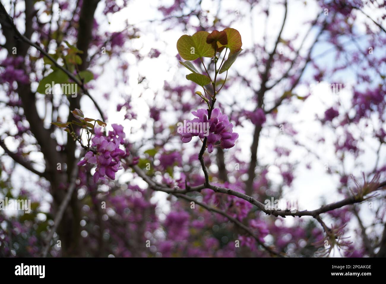 A stunning Judas tree is featured in this vivid image, boasting an ...