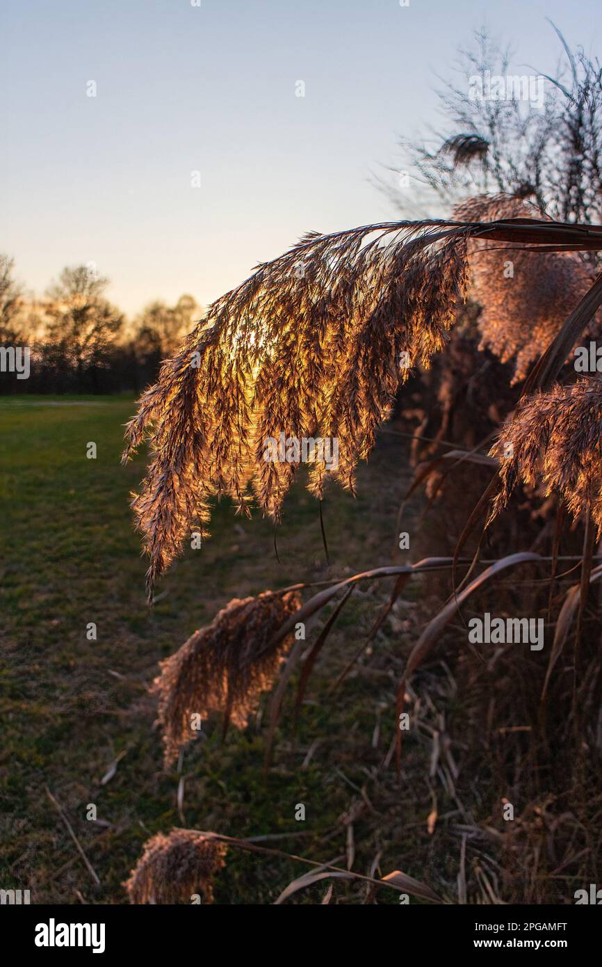 The marsh reed (Phragmites australis) is a perennial herbaceous plant ...