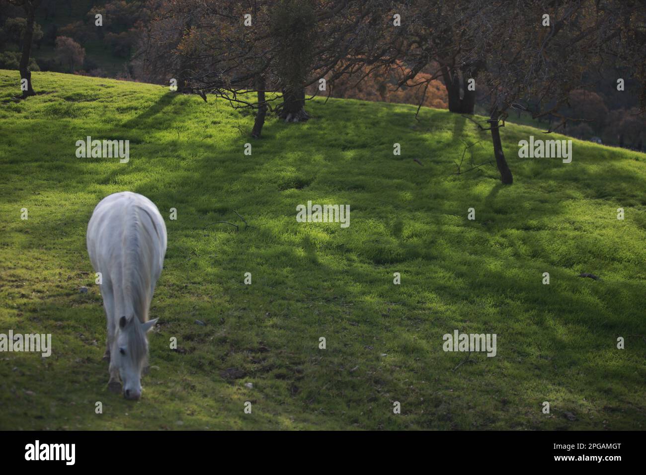 California horse ranch hi-res stock photography and images - Alamy