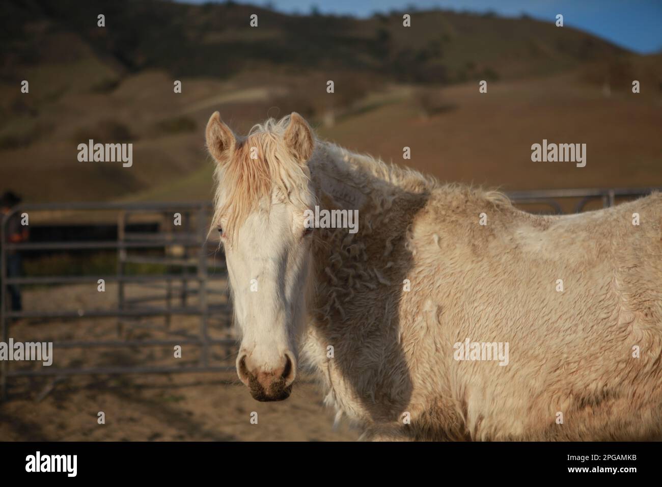 Wild mustang in corral, California Stock Photo - Alamy